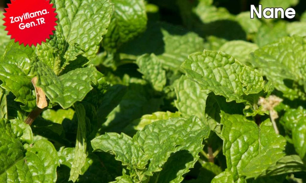 Nane Ekstresi | Nane Faydaları? Nane Ekstresi Faydaları | Antioksidan